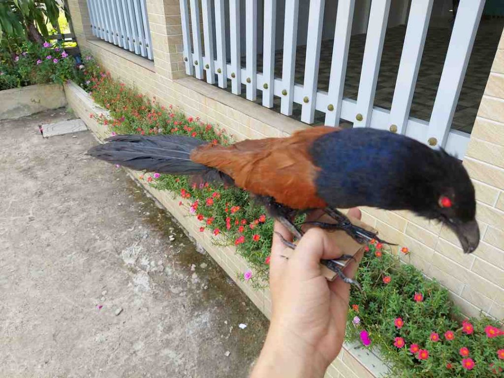 Chim bìm bịp - Thông tin chi tiết về đặc điểm và lợi ích
