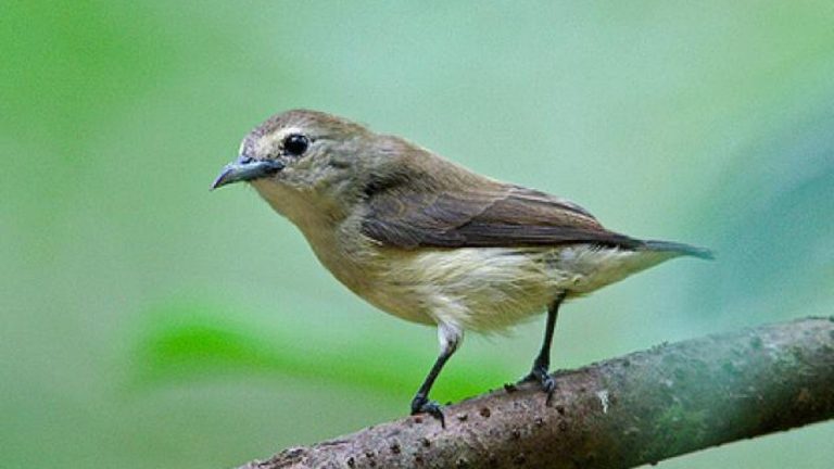 Chim chích bông và những điều thú vị có thể bạn chưa biết