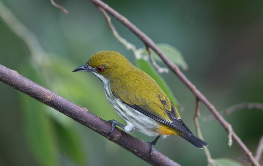 Chim chích bông và những điều thú vị có thể bạn chưa biết