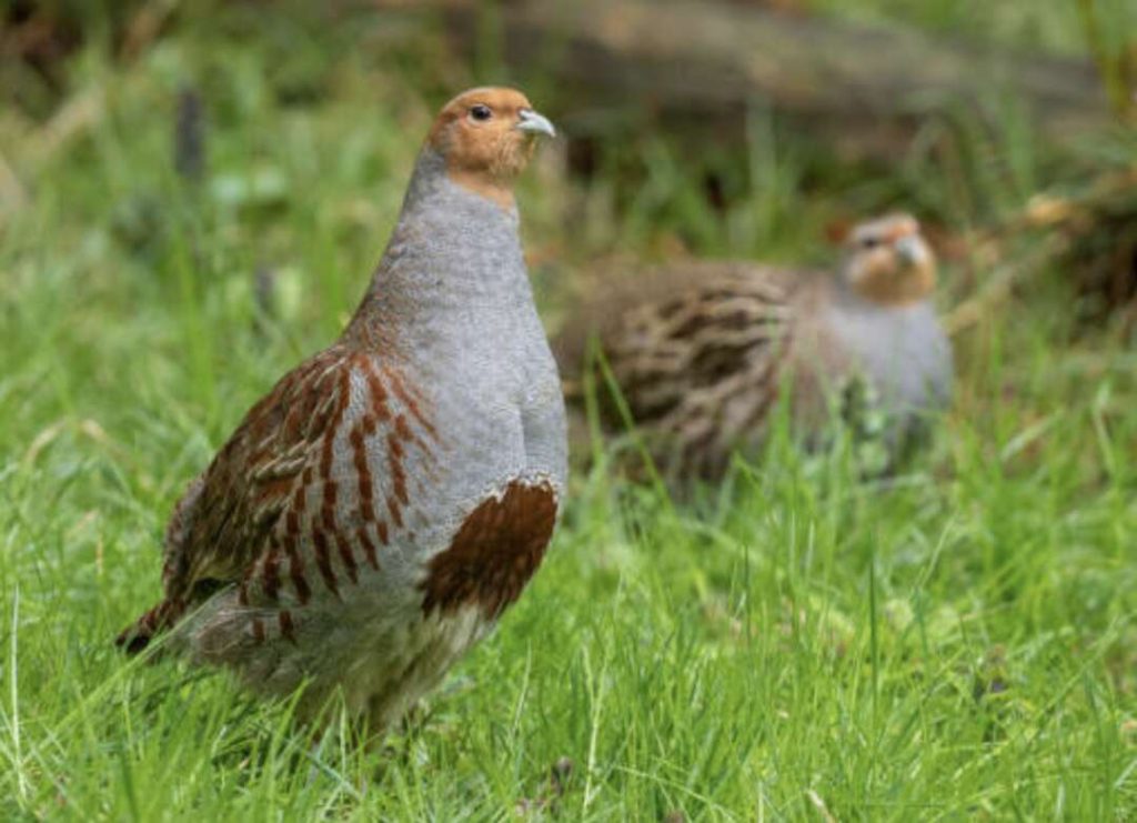 Chim Đa Đa và những điều cần biết để nuôi loài Đa Đa