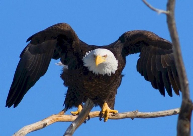 Chim đại bàng - Loài chim chúa tể bầu trời độc nhất