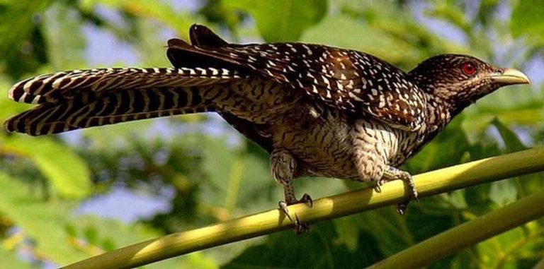 Chim Tu Hú tinh ranh bậc nhất trong thế giới loài chim