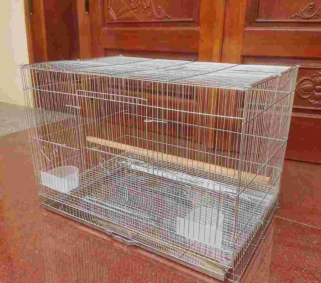 Kỹ thuật nuôi chim ngũ sắc giúp chim khỏe và có màu đẹp