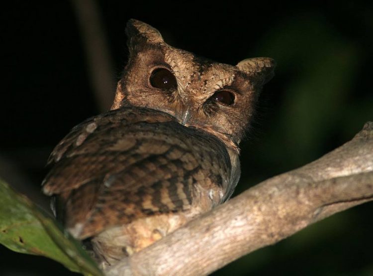 Ý nghĩa của chim lợn là gì? Tại sao chim lợn lại xui xẻo?