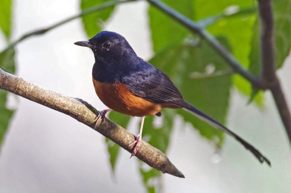 Cách nuôi chim chích chòe lửa hiệu quả, cho tiếng hay