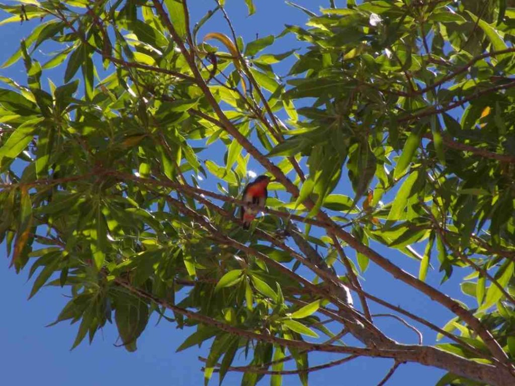 Đặc điểm của chim sâu: Đặc điểm và tập tính sinh sống