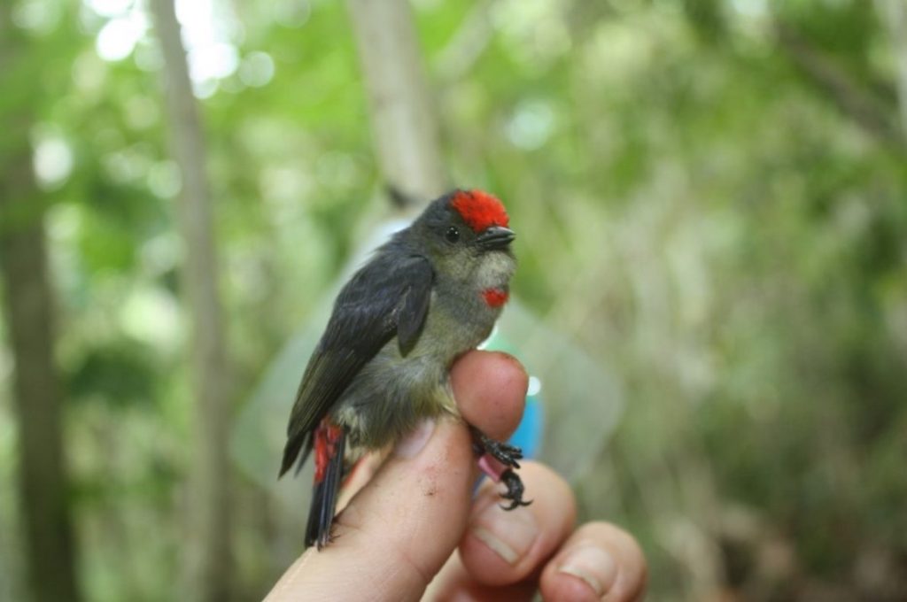 Đặc điểm của chim sâu: Đặc điểm và tập tính sinh sống