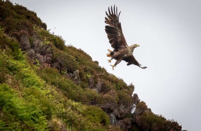 Các loài chim đại bàng trên thế giới - Tập tính sinh sống