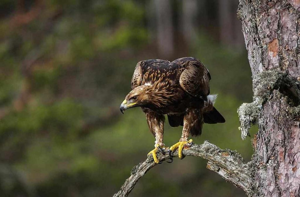 Ý nghĩa của chim đại bàng - Biểu tượng của sự mạnh mẽ